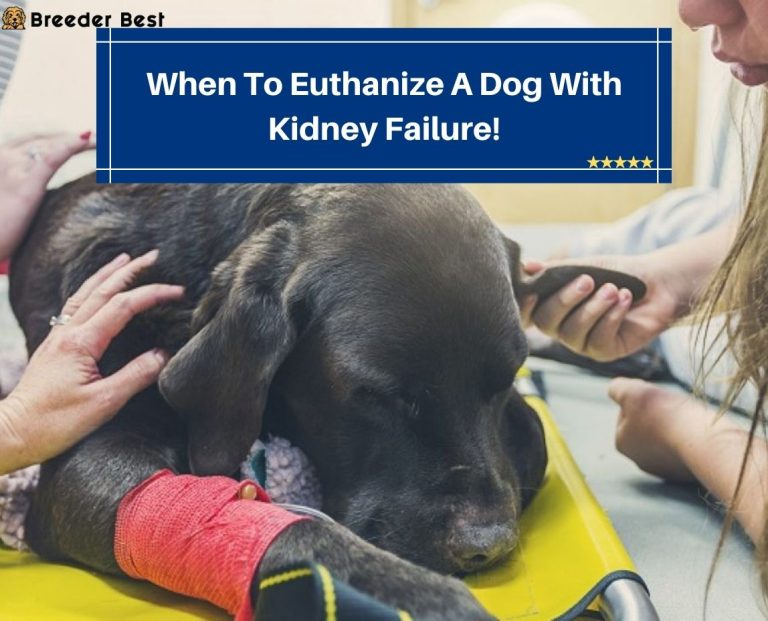 When To Euthanize A Dog With Kidney Failure? (2024) - Breeder Best