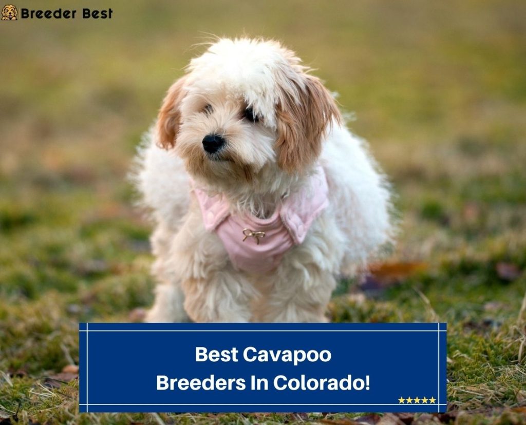 4 Best Cavapoo Breeders In Colorado! (2023) - Breeder Best
