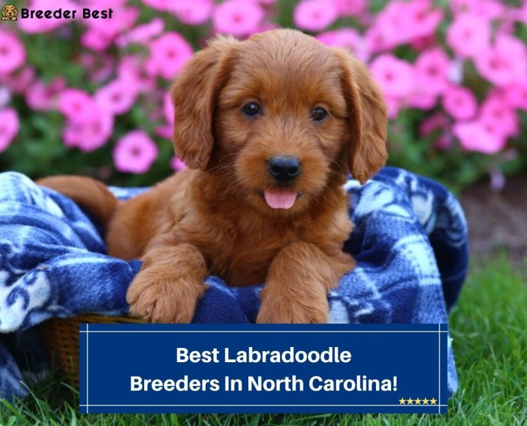 5 Best Labradoodle Breeders In North Carolina! (2023) - Breeder Best