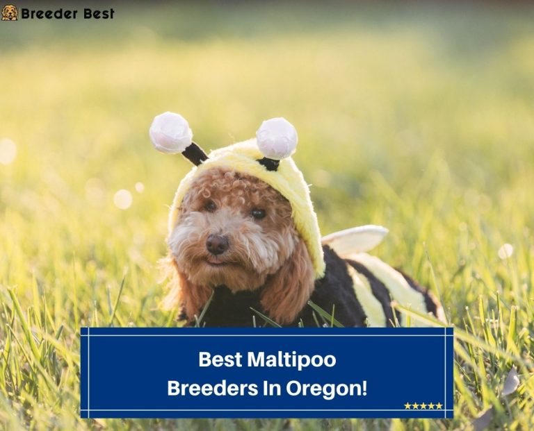 4 Best Maltipoo Breeders In Oregon! (2024) - Breeder Best