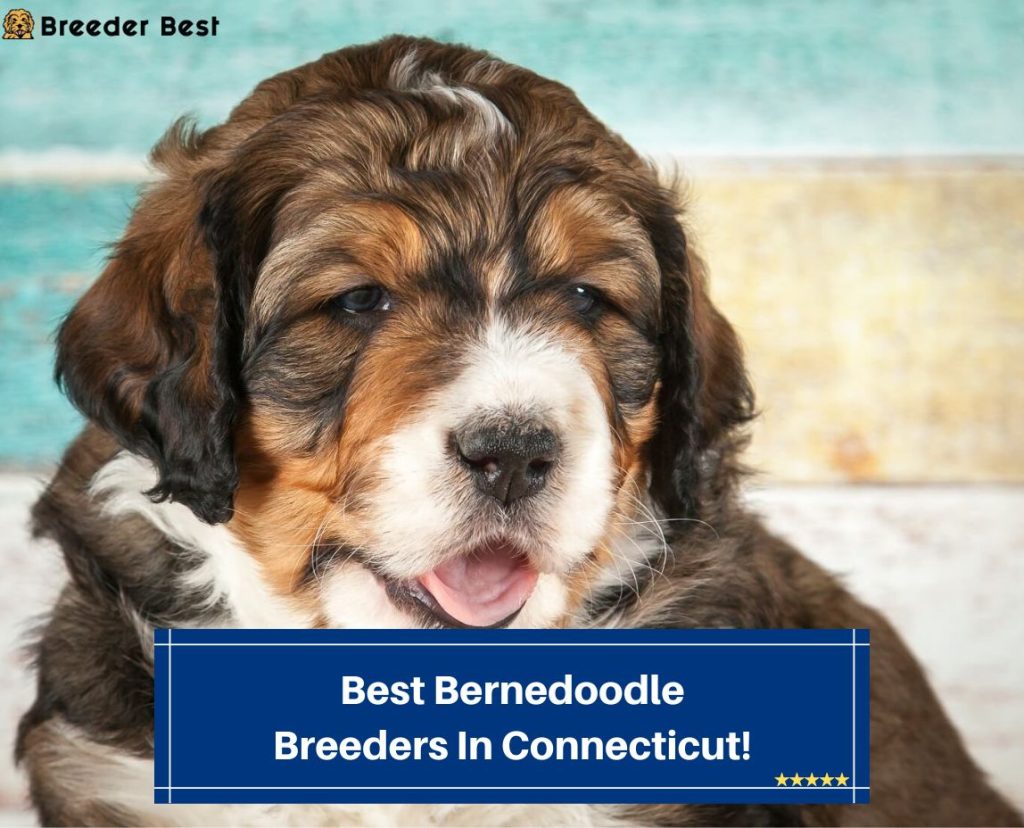 4 Best Bernedoodle Breeders In Connecticut! (2023) - Breeder Best