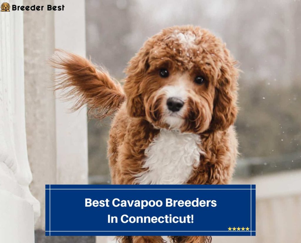 4 Best Cavapoo Breeders In Connecticut! (2023) - Breeder Best
