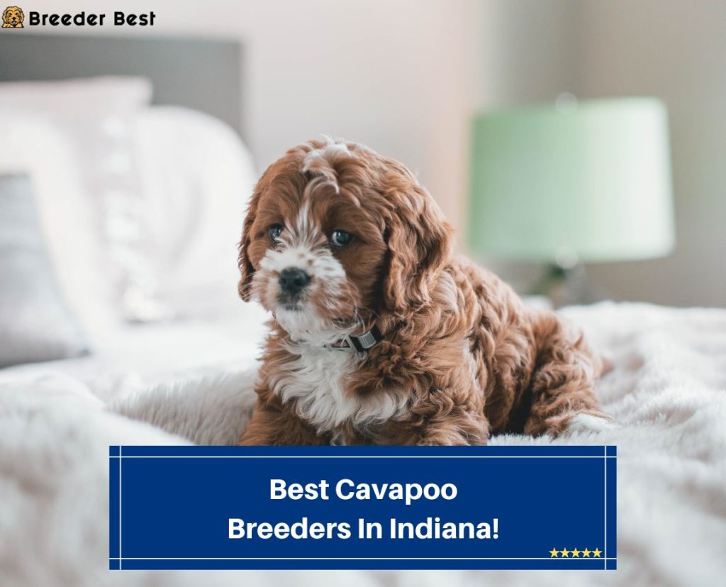 6 Best Cavapoo Breeders In Indiana! (2024) - Breeder Best