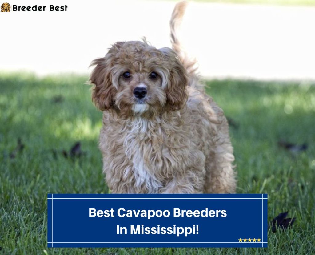 6 Best Cavapoo Breeders In Mississippi! (2024) - Breeder Best