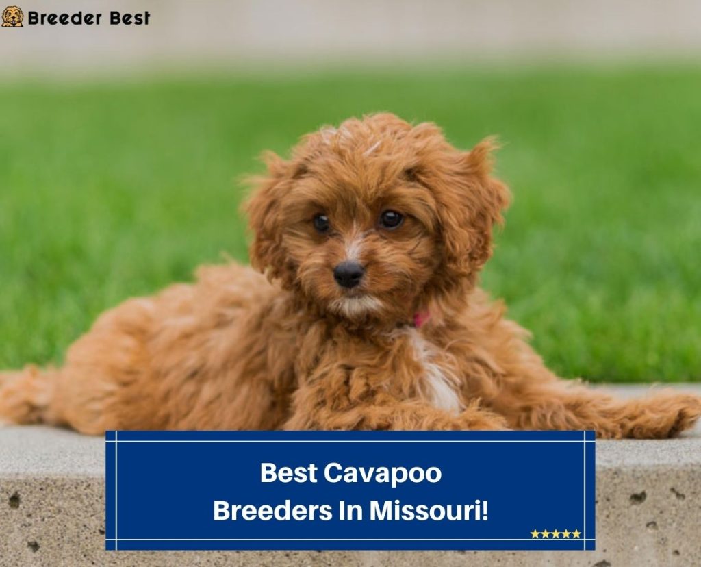 5 Best Cavapoo Breeders In Missouri! (2024) - Breeder Best