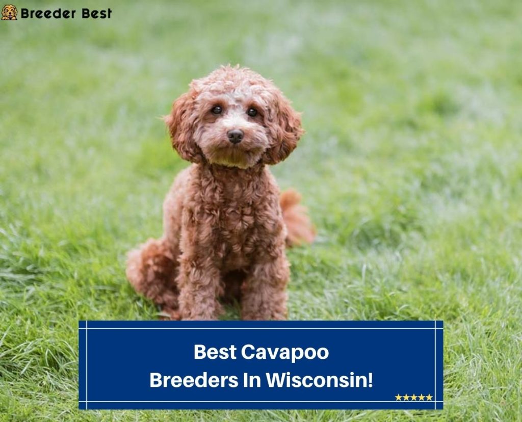 5 Best Cavapoo Breeders In Wisconsin! (2024) - Breeder Best