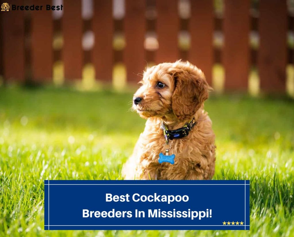 6 Best Cockapoo Breeders In Mississippi! (2023) - Breeder Best