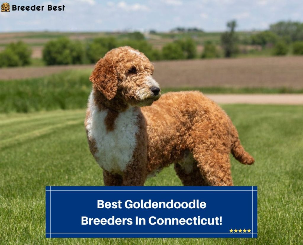 4 Best Goldendoodle Breeders In Connecticut! (2023) - Breeder Best