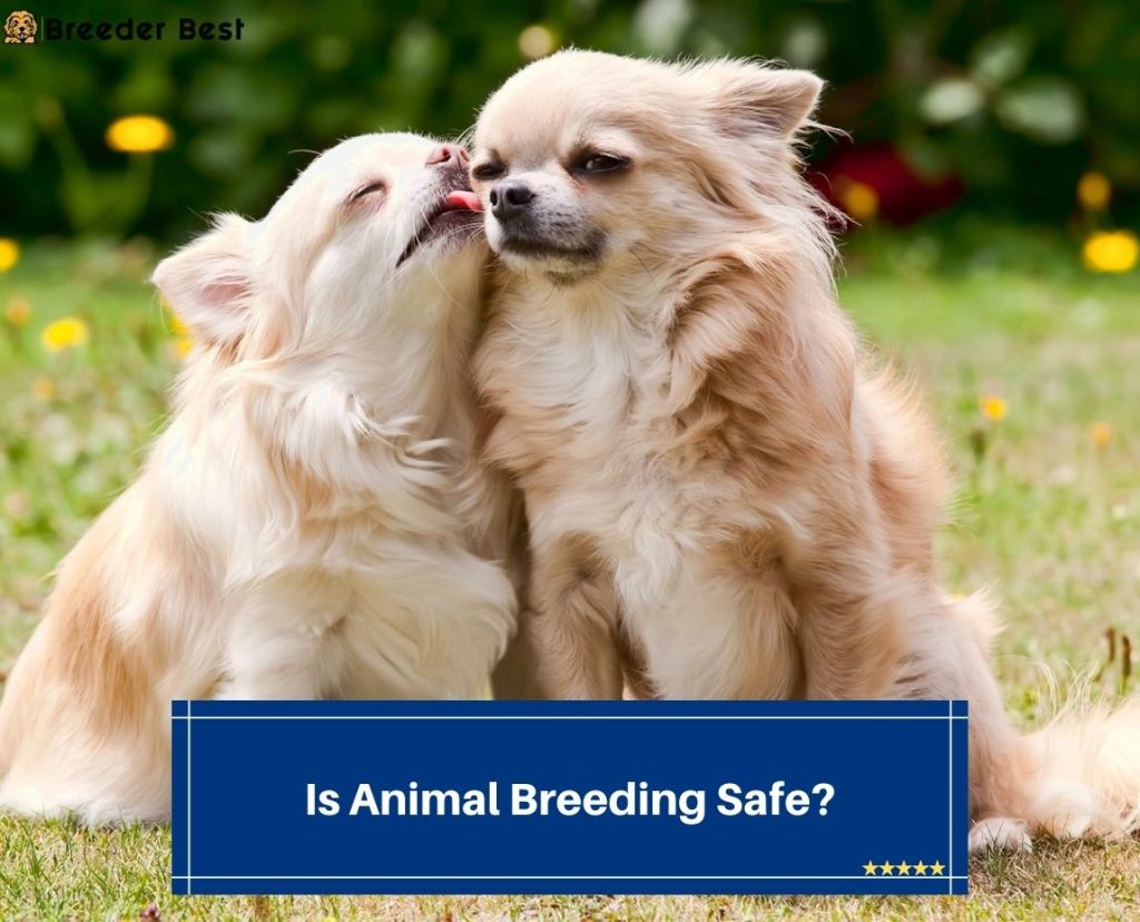 Is Animal Breeding Safe? (2024) - Breeder Best
