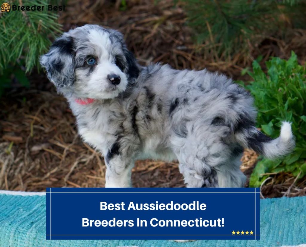 3 Best Aussiedoodle Breeders In Connecticut! (2024) - Breeder Best