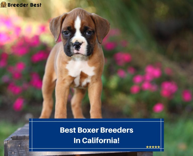 3 Best Boxer Breeders in California! (2024) - Breeder Best