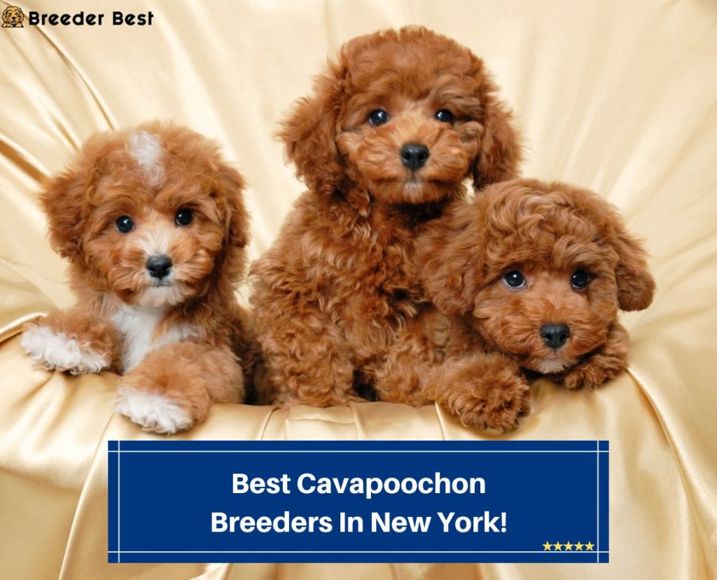 5 Best Cavapoochon Breeders In New York! (2024) - Breeder Best