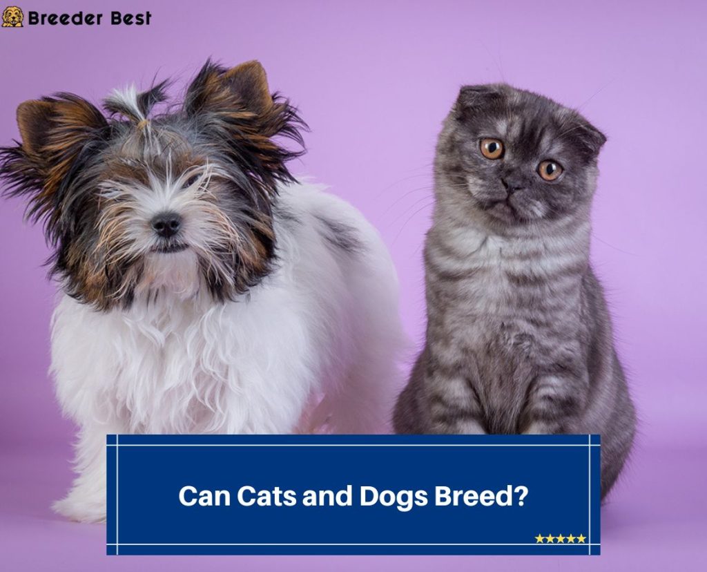 Can Cats And Dogs Breed 2024 Breeder Best