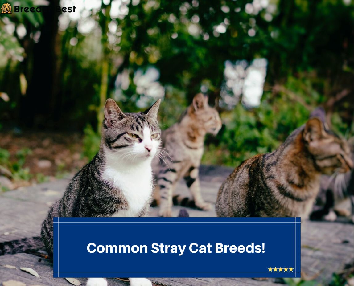 Common Stray Cat Breeds 2023 Breeder Best Common Stray Cat Breeds 2023 Breeder Best