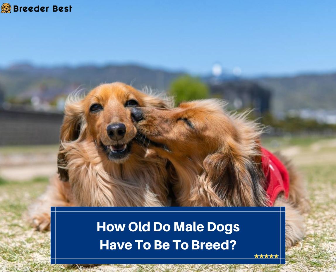 How Old Do Male Dogs Have To Be To Breed 2024 Breeder Best How Old Do Male Dogs Have To Be To Breed 2024 Breeder Best