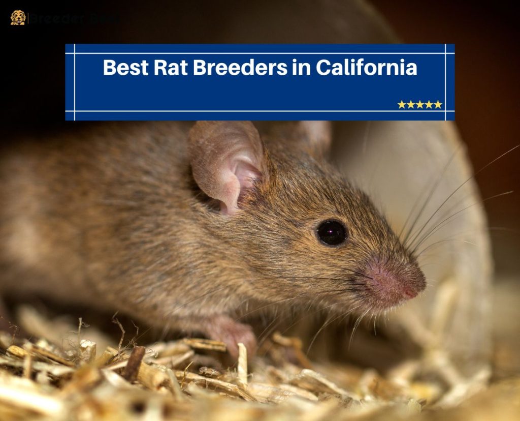 7 Best Rat Breeders in California! (2024) - Breeder Best