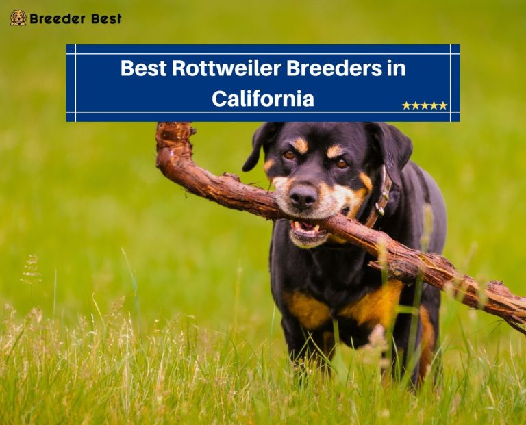 4 Best Rottweiler Breeders in California! (2023) - Breeder Best