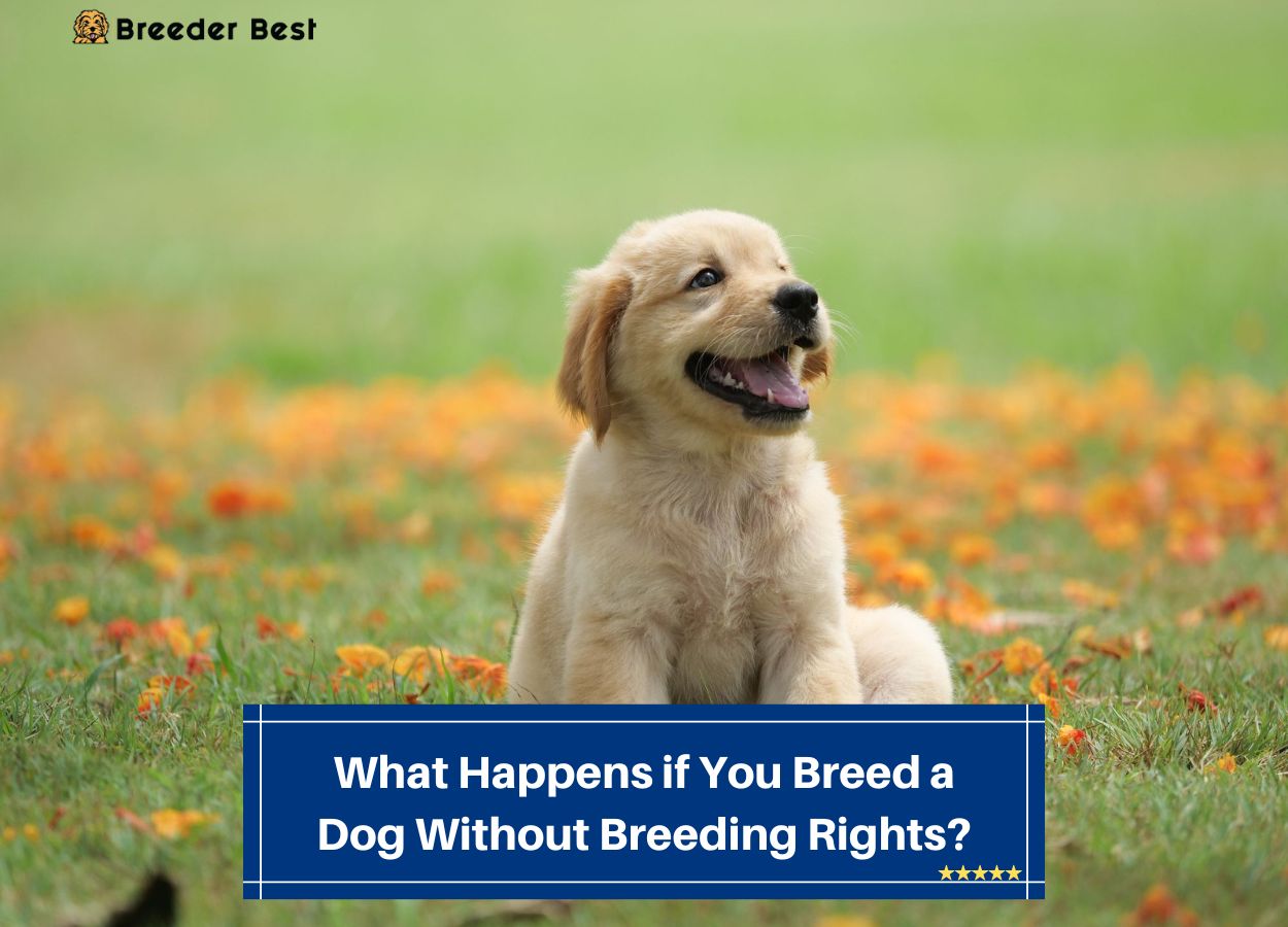 What Happens If You Breed A Dog Without Breeding Rights 2024