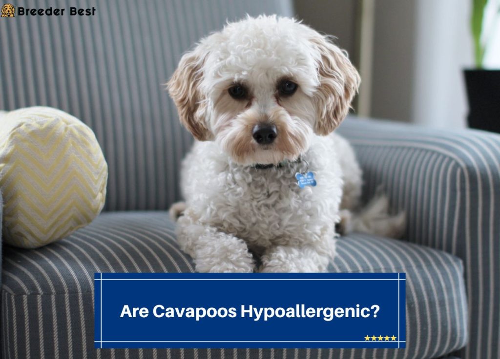 Are Cavapoos Hypoallergenic? (2024) - Breeder Best