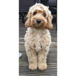 When Is a Cockapoo Full Grown Size? (2023) - Breeder Best